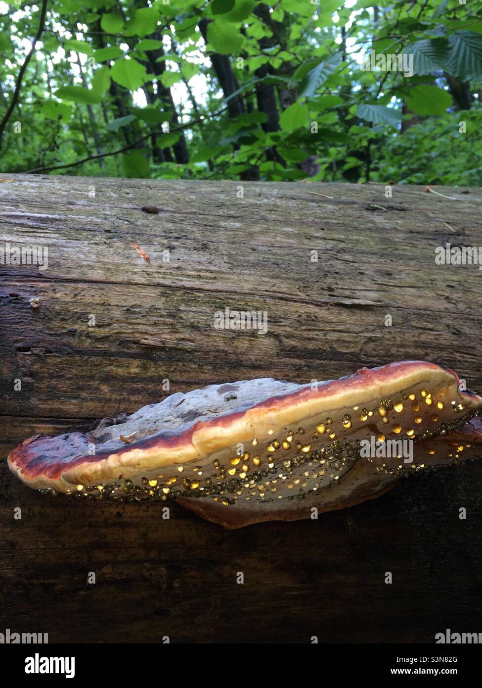 Fomitosis pinicola hi-res stock photography and images - Alamy