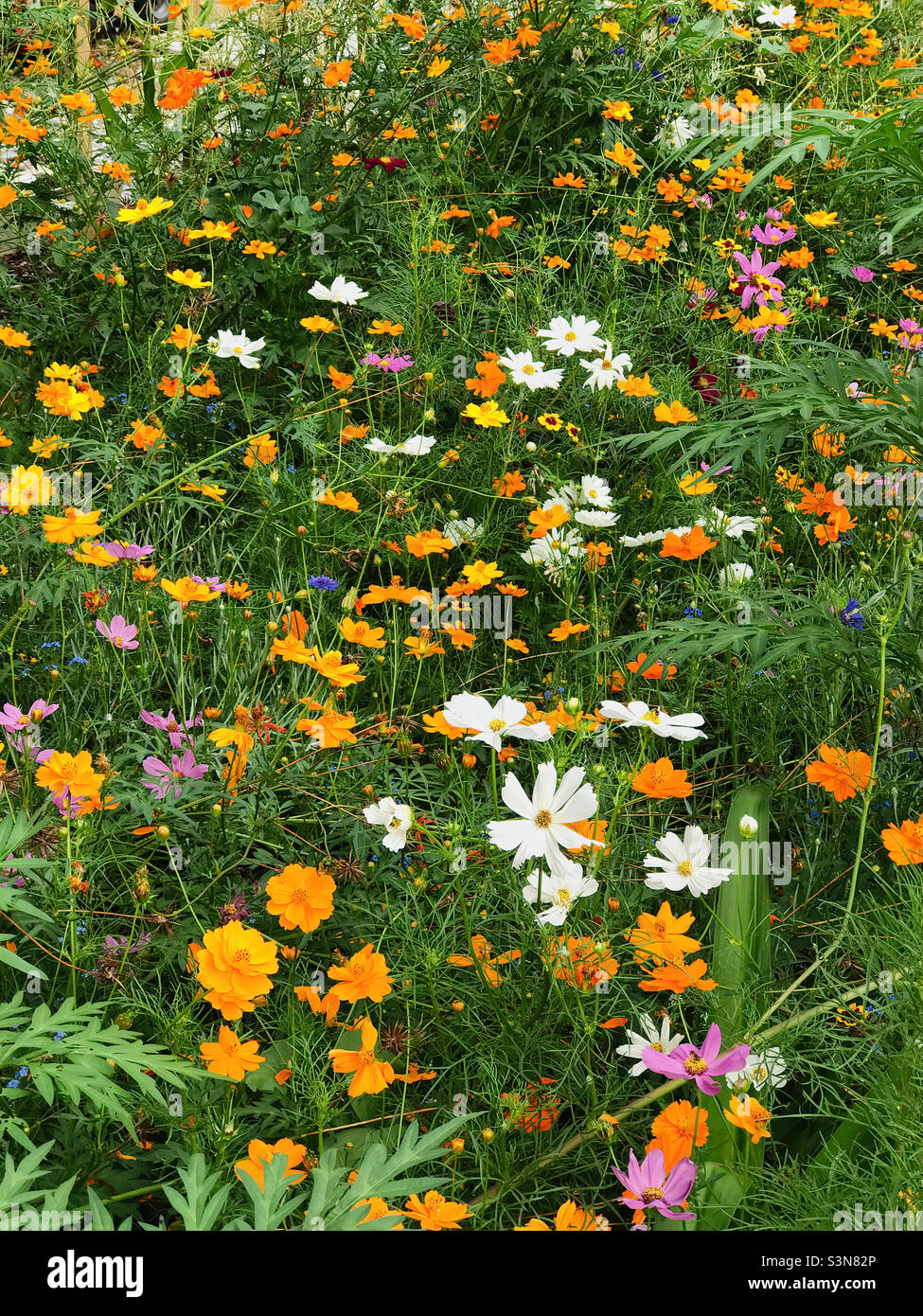 Wildflower garden with lots of cosmos flowers in it Stock Photo - Alamy