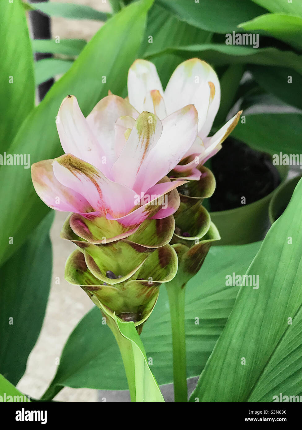 Siam tulip ginger flower hi-res stock photography and images - Alamy