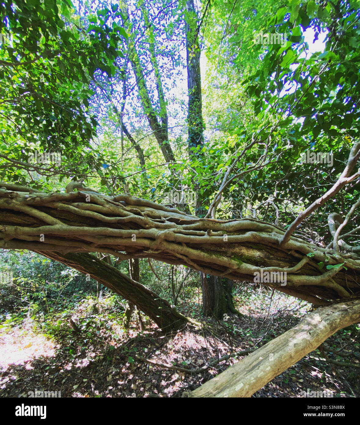 Interweaving hi-res stock photography and images - Alamy