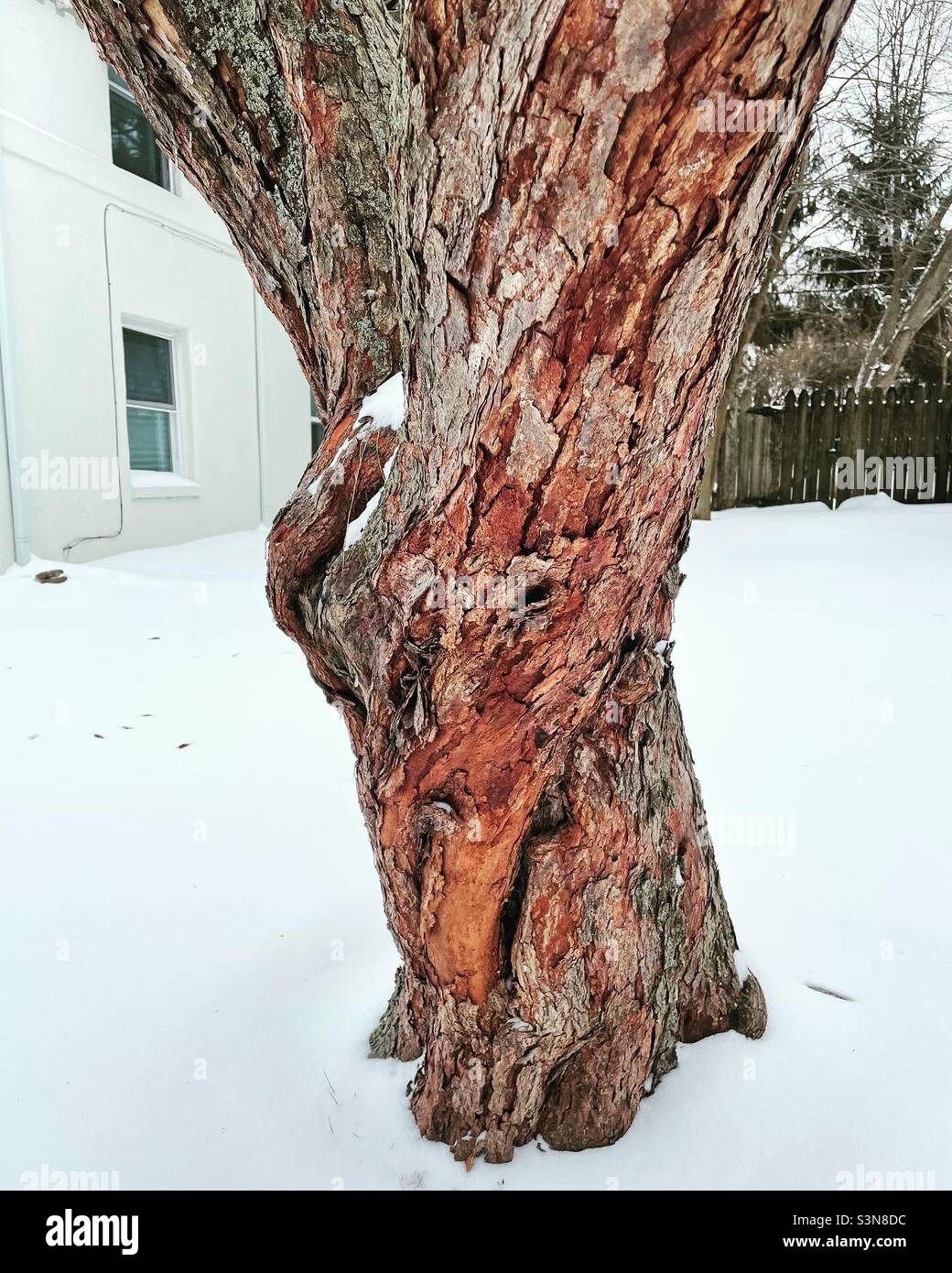 Redbud winter hi-res stock photography and images - Alamy