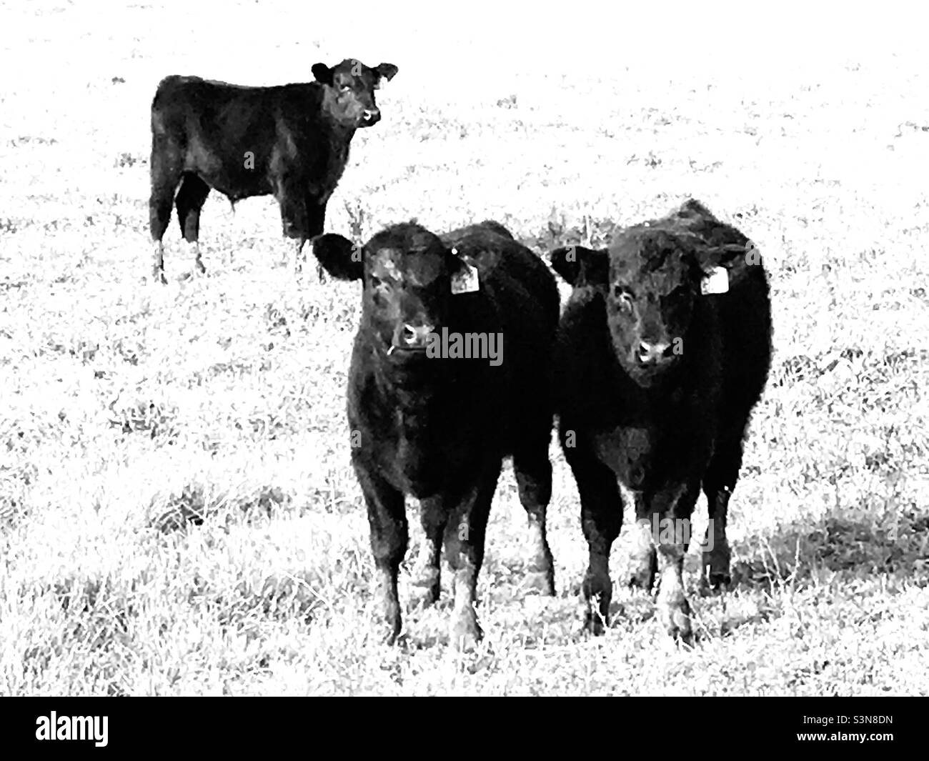 Angus beef cattle Black and White Stock Photos & Images - Alamy