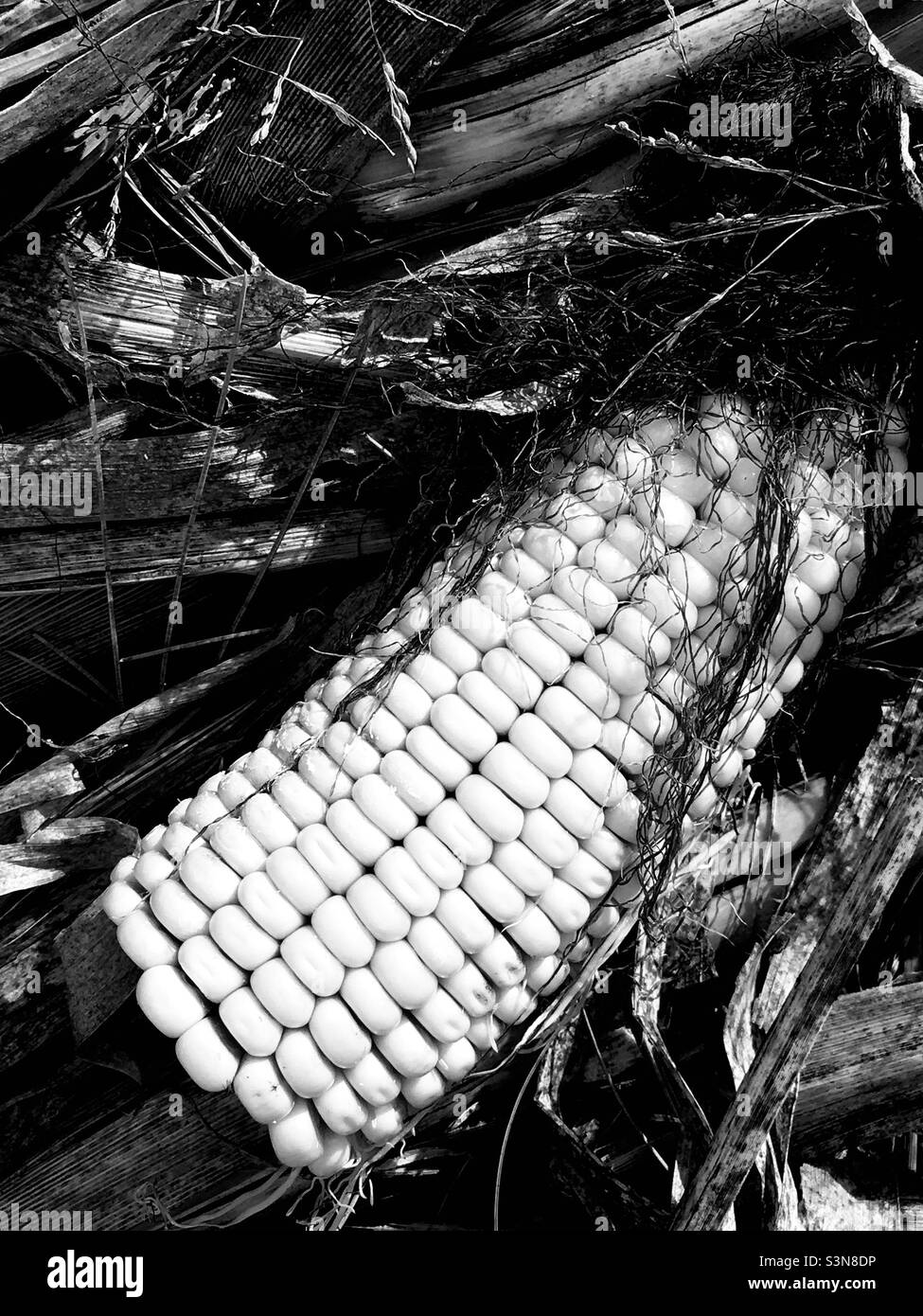 Corn grain close up hi-res stock photography and images - Alamy