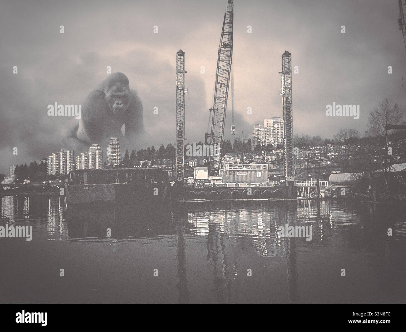 Gorilla my dreams Stock Photo - Alamy