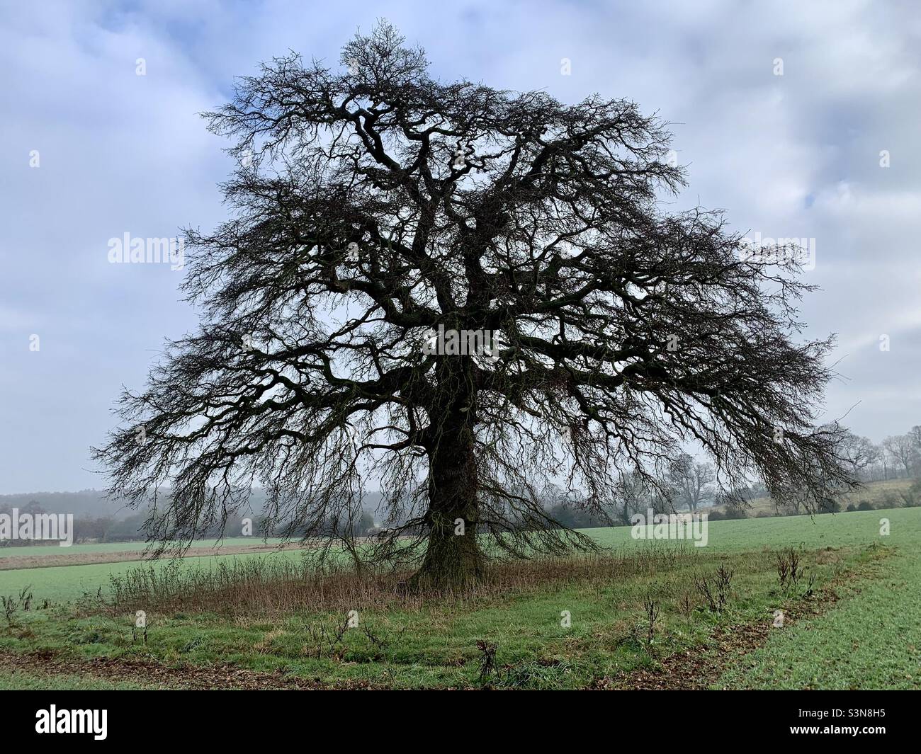 Amazing big old tree in misty field Stock Photo - Alamy