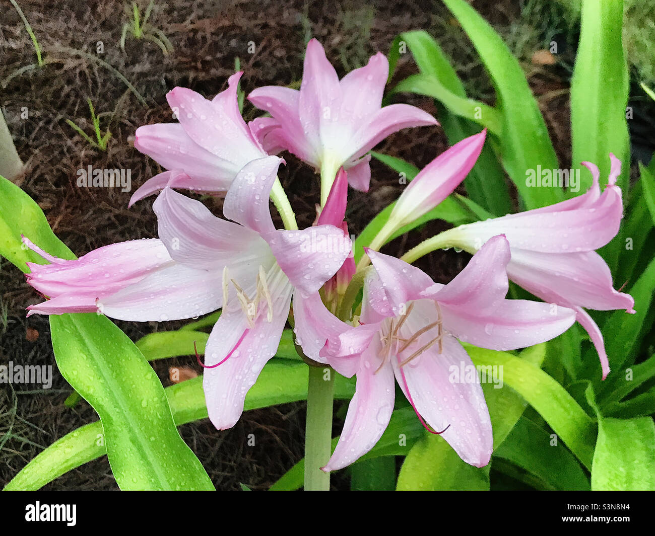 Crinum lily hi-res stock photography and images - Alamy