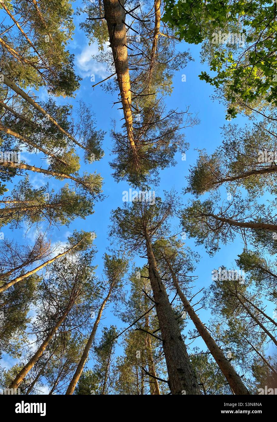 Tall trees from below hi-res stock photography and images - Alamy