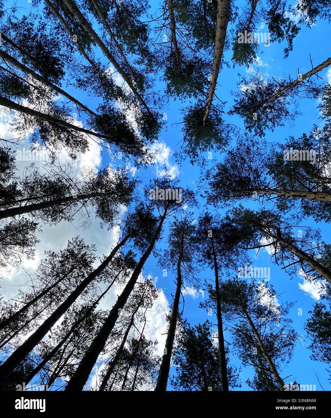 Tall trees from below hi-res stock photography and images - Alamy