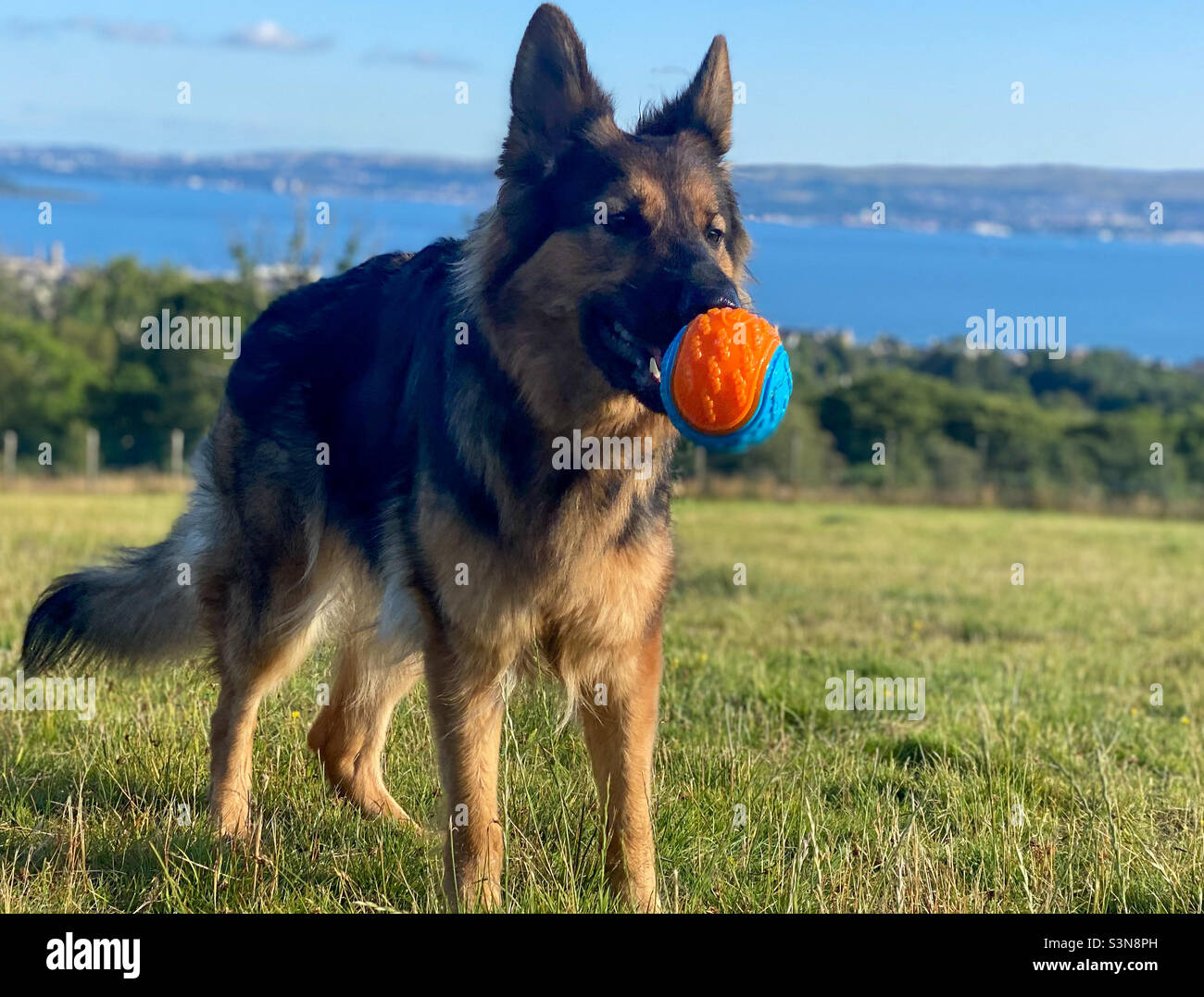 Dog luna hi-res stock photography and images - Alamy