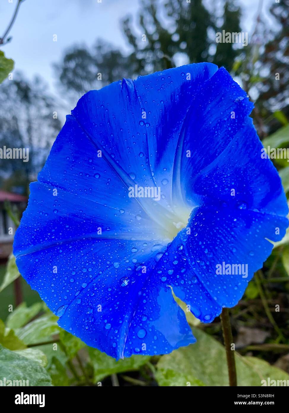 Heavenly blue morning glory hi-res stock photography and images - Alamy