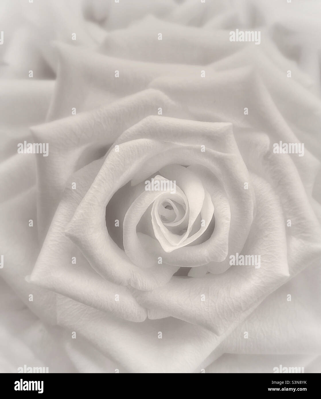 A soothing, calm, feel good & dreamy picture of a rose bud. Nice ...