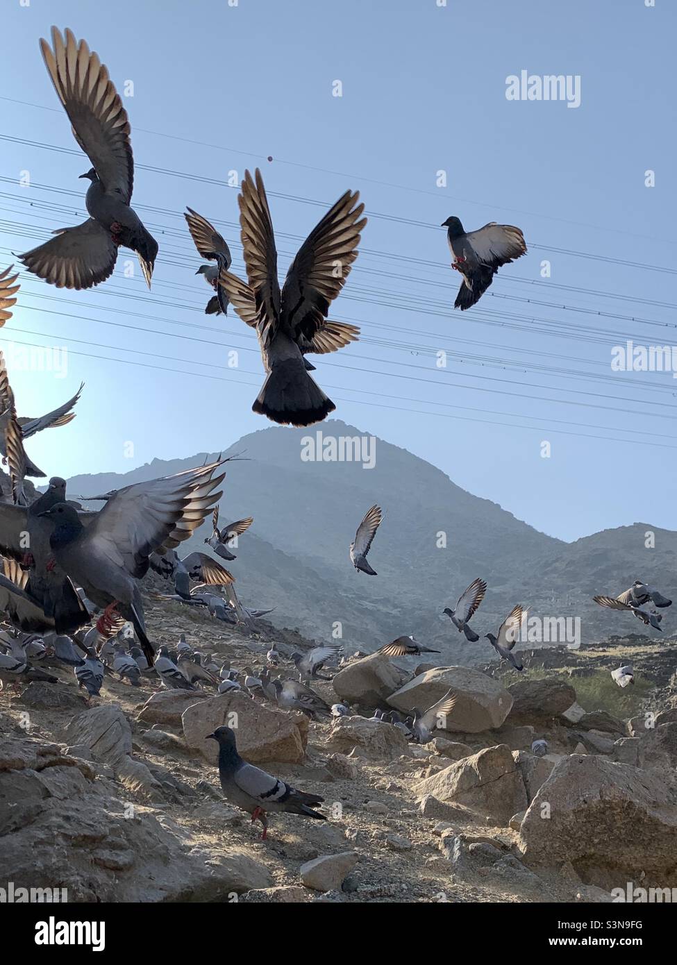 Birds in Jabal al-Tsur Mecca Saudi Arabia Stock Photo - Alamy