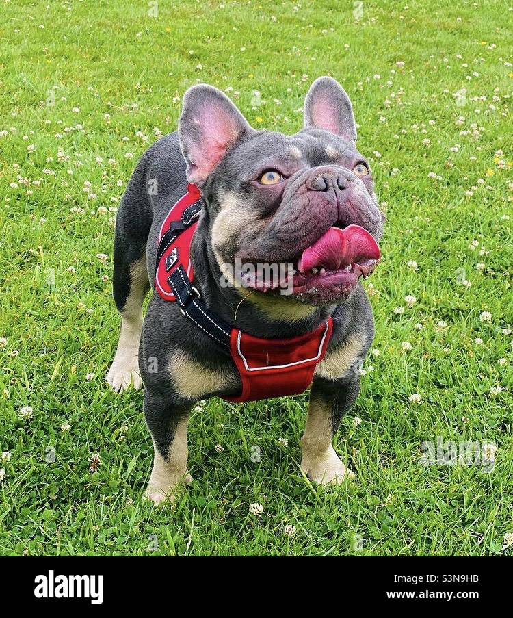 Frenchie dogs hi-res stock photography and images - Alamy