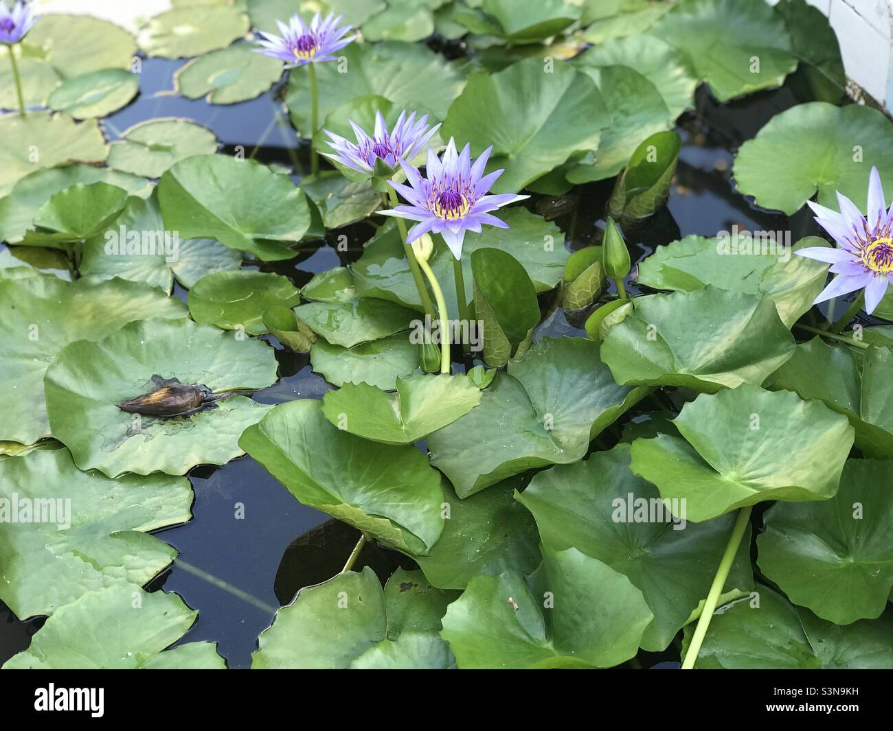 Indian famous hi-res stock photography and images - Alamy