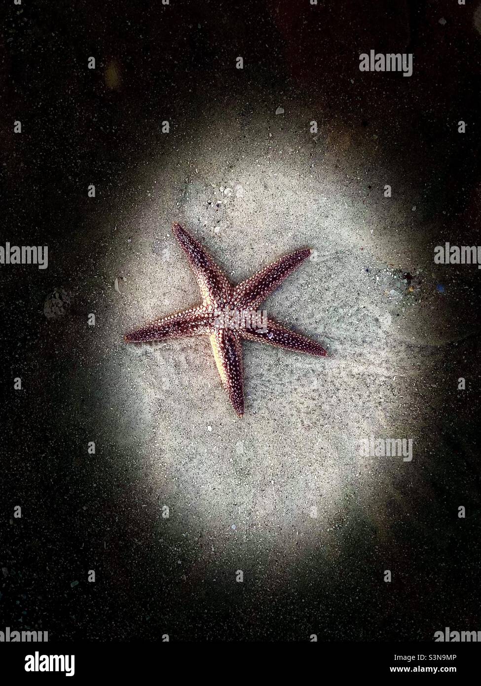 Starfish in tide pool hi-res stock photography and images - Alamy