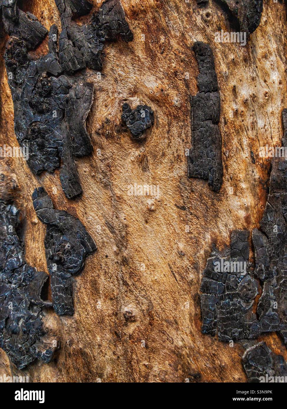 Burnt tree hi-res stock photography and images - Alamy