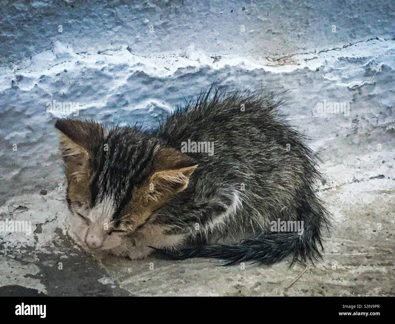 Kitten street hi-res stock photography and images - Alamy