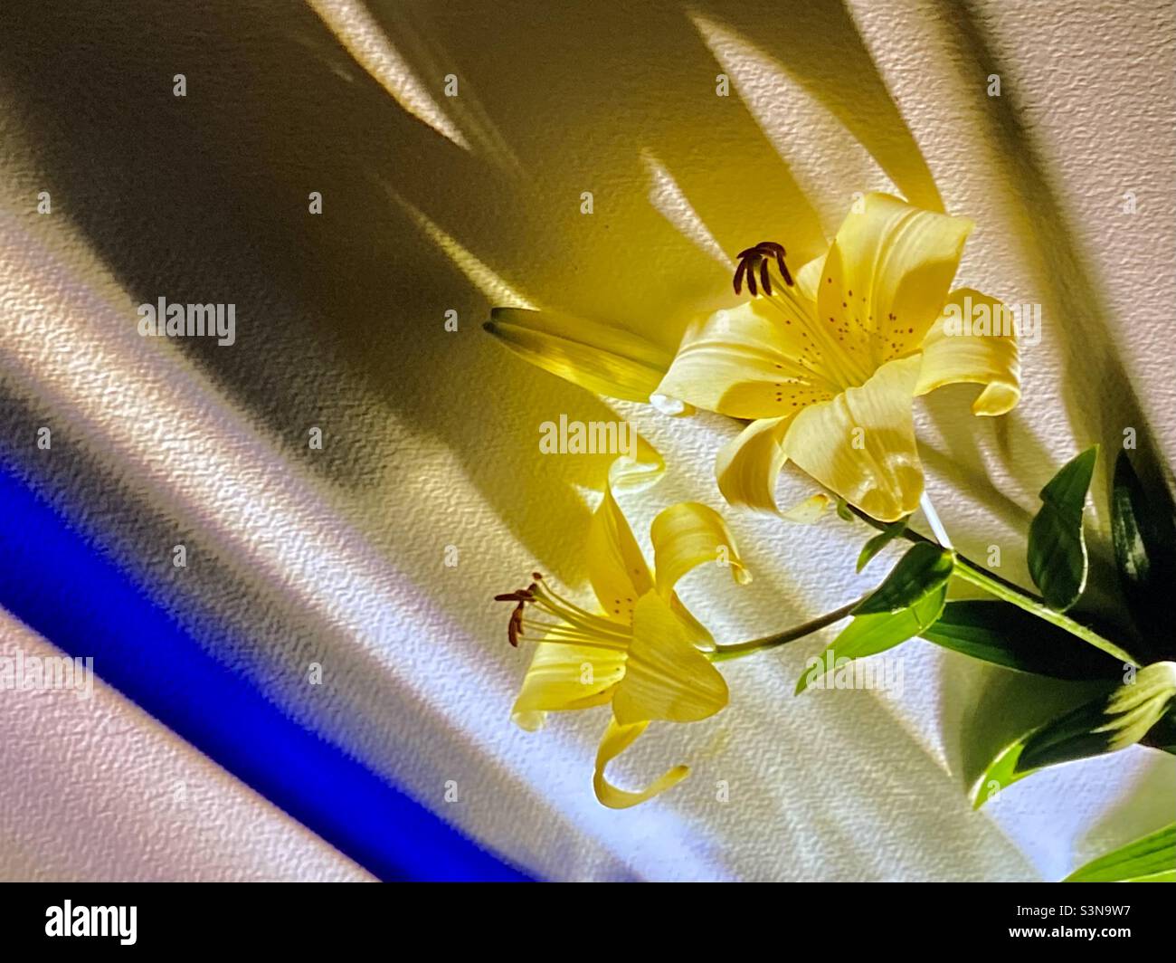 Shadow flowers hi-res stock photography and images - Alamy
