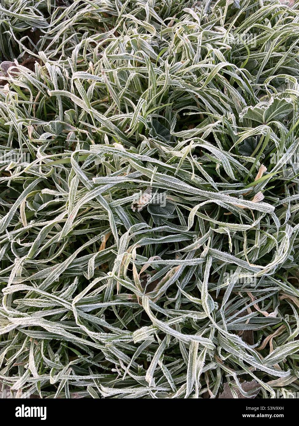 Frost-covered grass during the winter season Stock Photo - Alamy