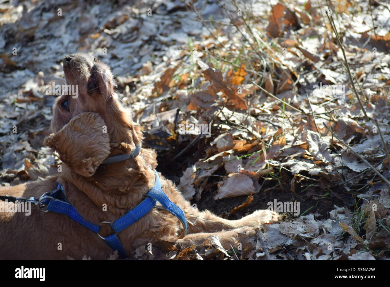 Boy calling dog hi-res stock photography and images - Alamy