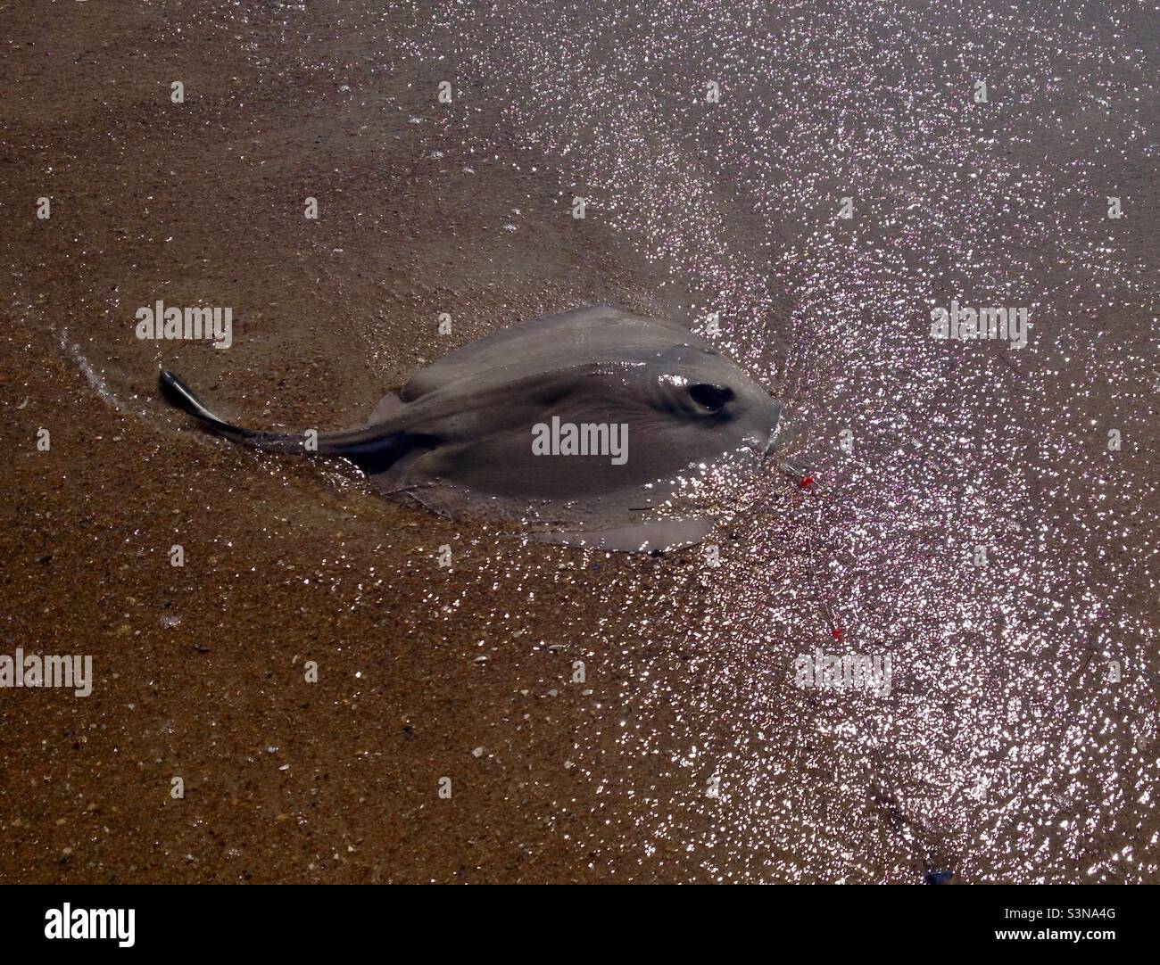 I caught this stingray from the beach in the Outer Banks, North ...