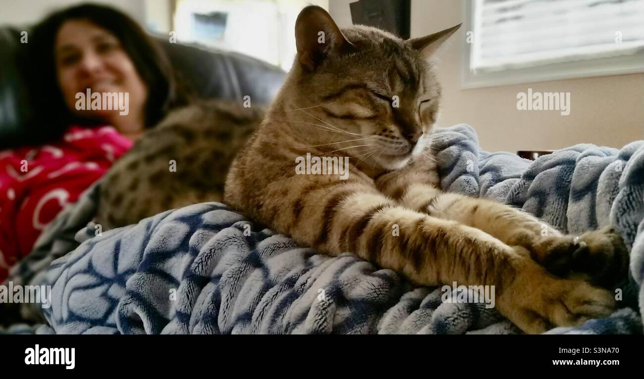 Loyal cat hi-res stock photography and images - Alamy