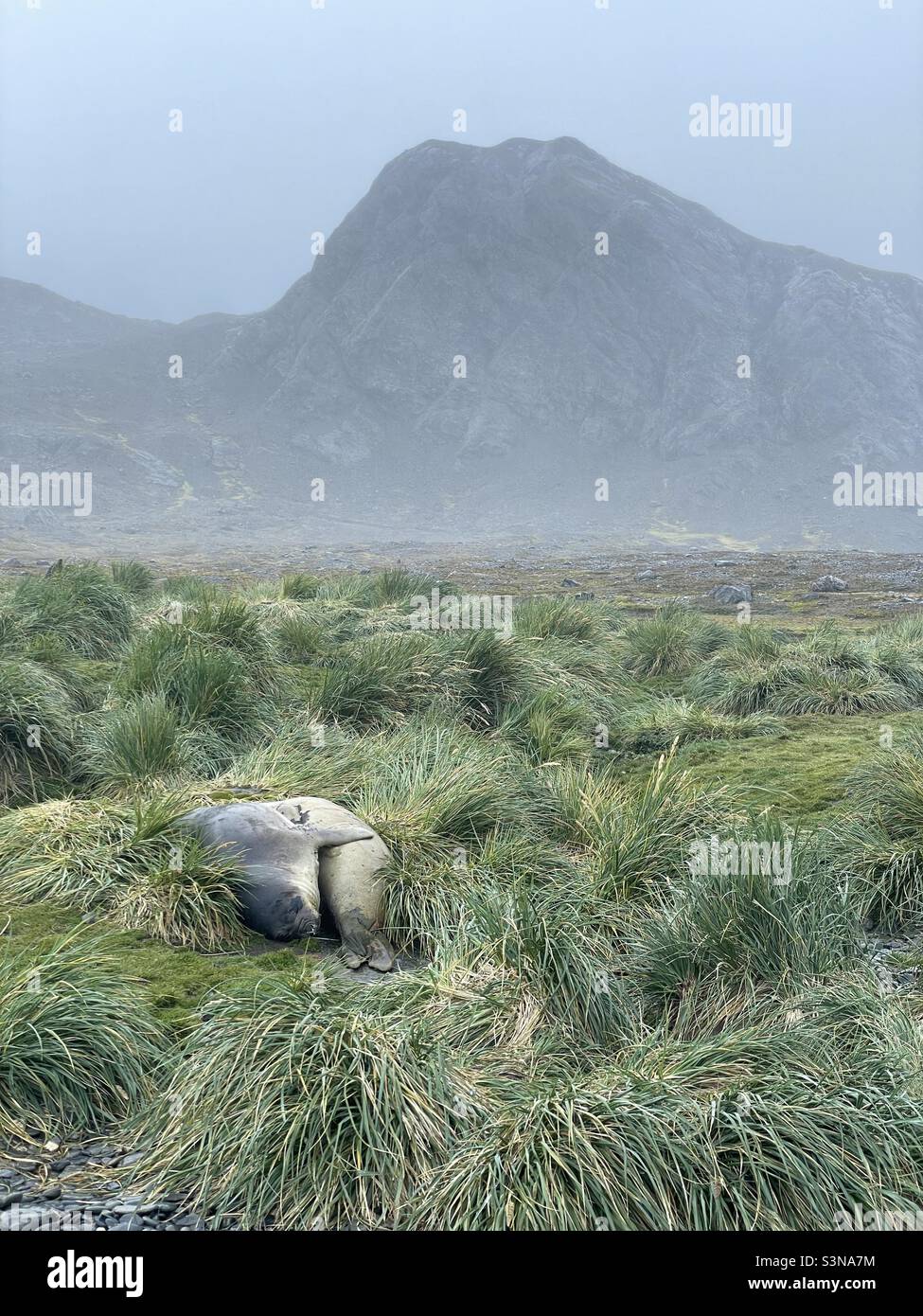 Cuddling seals hi-res stock photography and images - Alamy