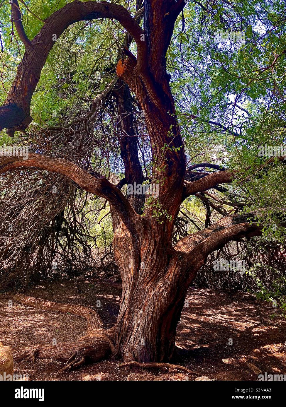 Twisted Tree Trunk Bay