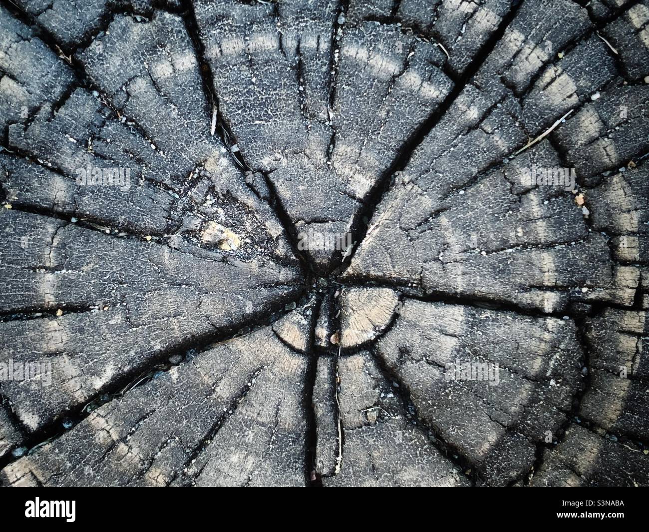 Close up tree ring hi-res stock photography and images - Alamy