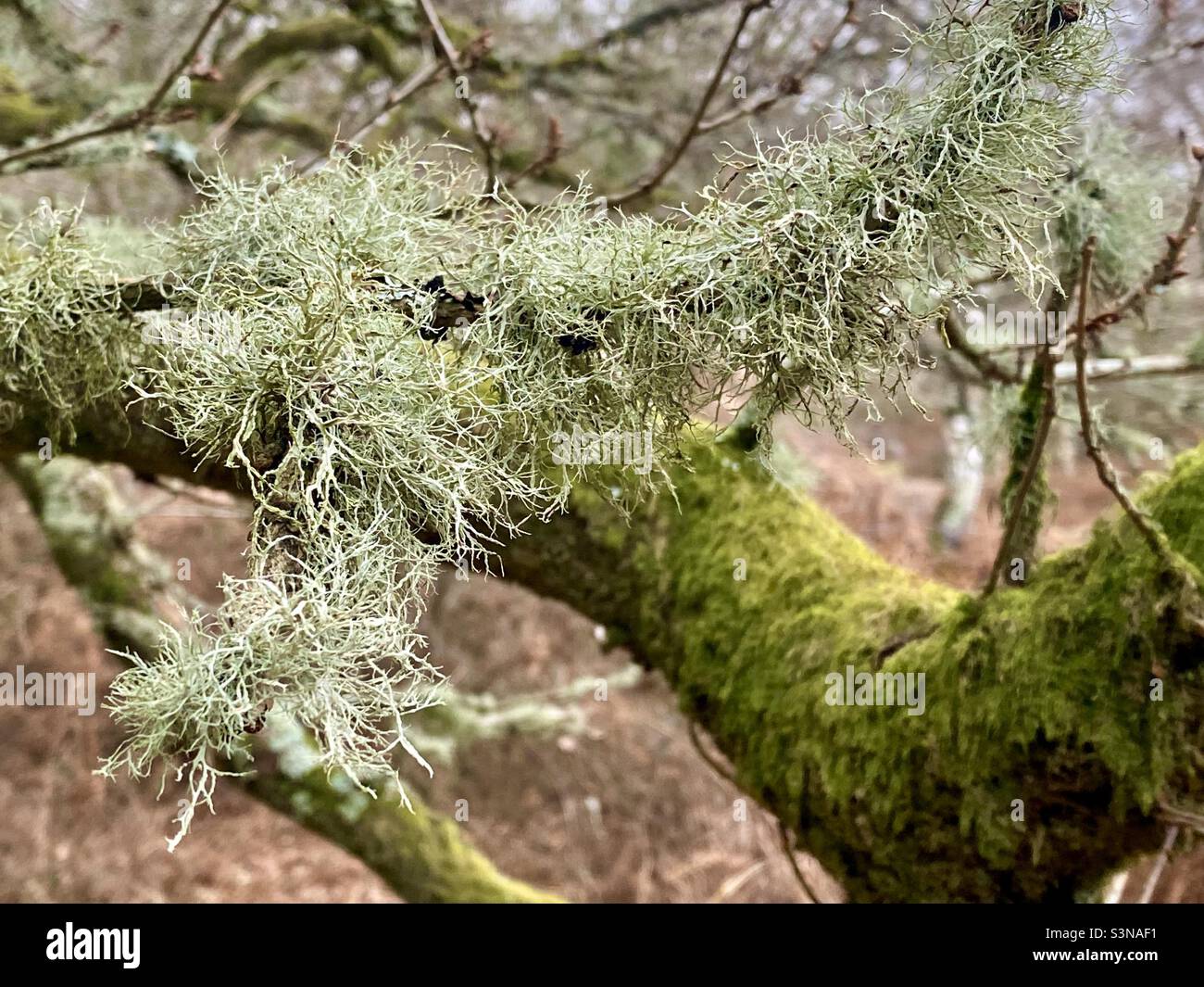 Verdant green moss hi-res stock photography and images - Alamy
