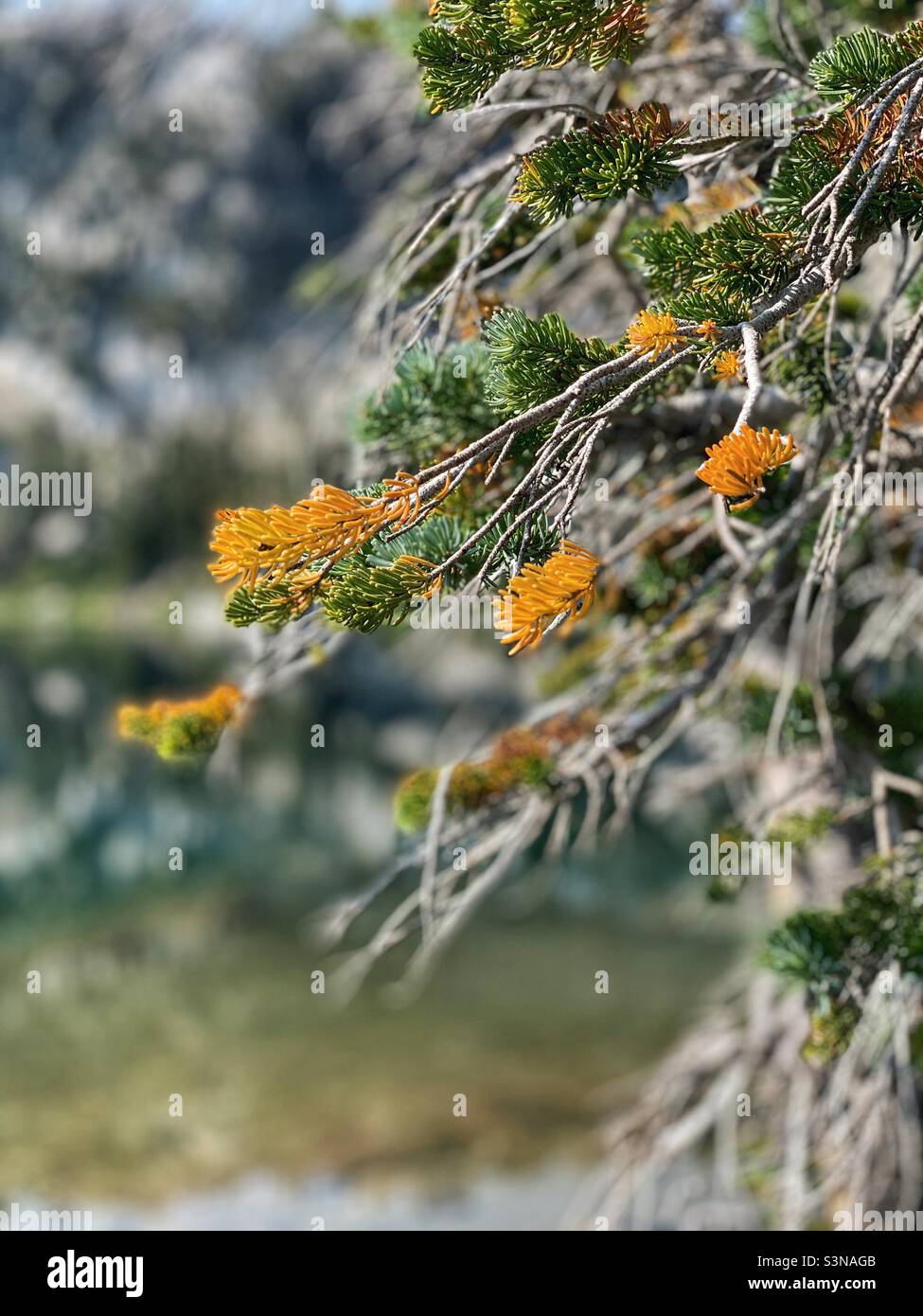 Alpine tree hi-res stock photography and images - Alamy