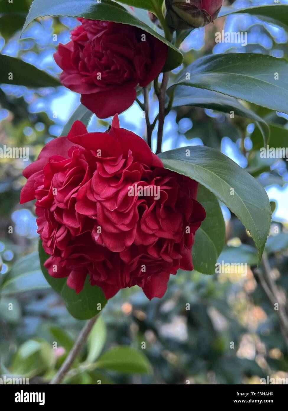 Red camellia flowers Stock Photo - Alamy
