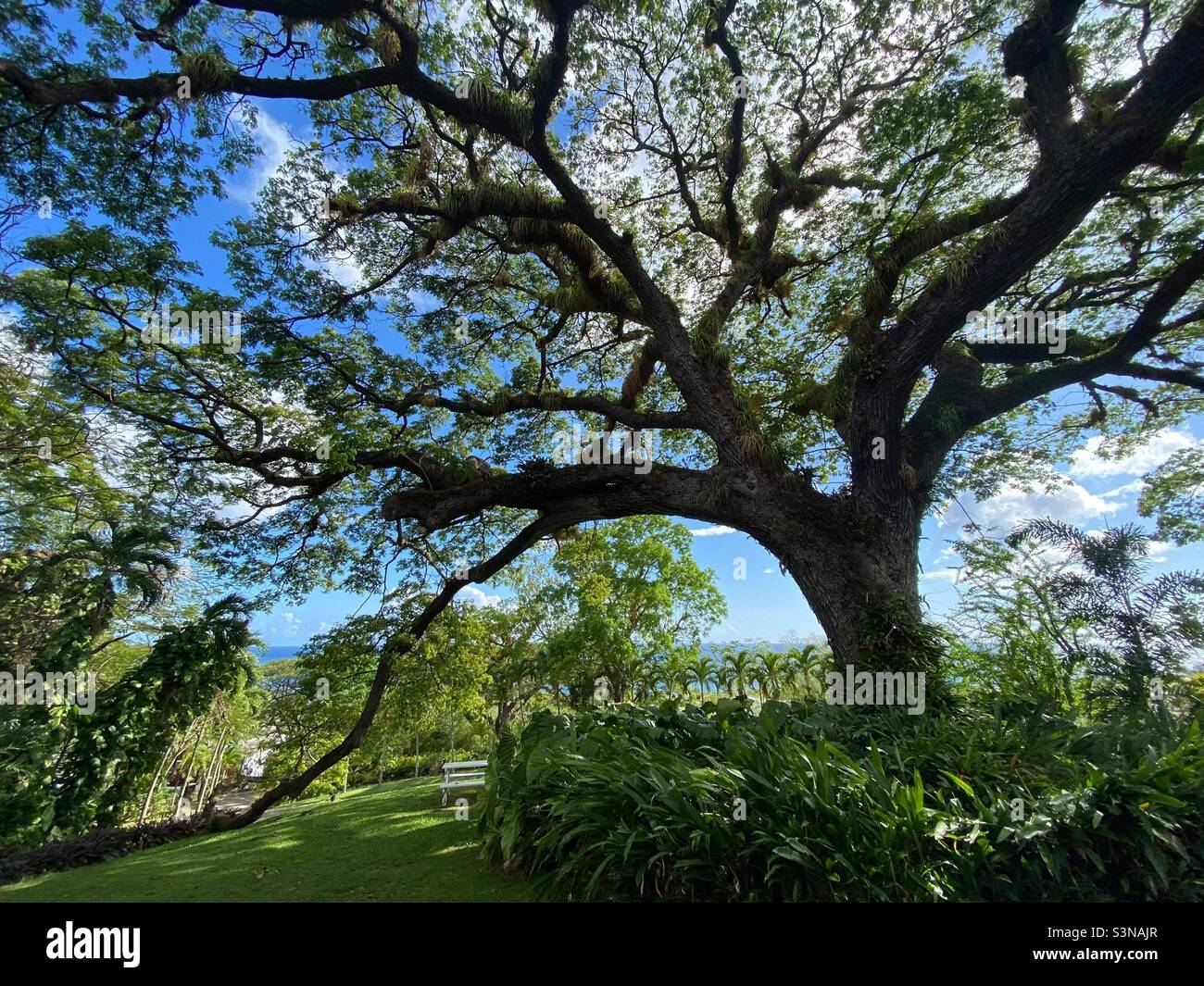 400 year old tree Stock Photo - Alamy