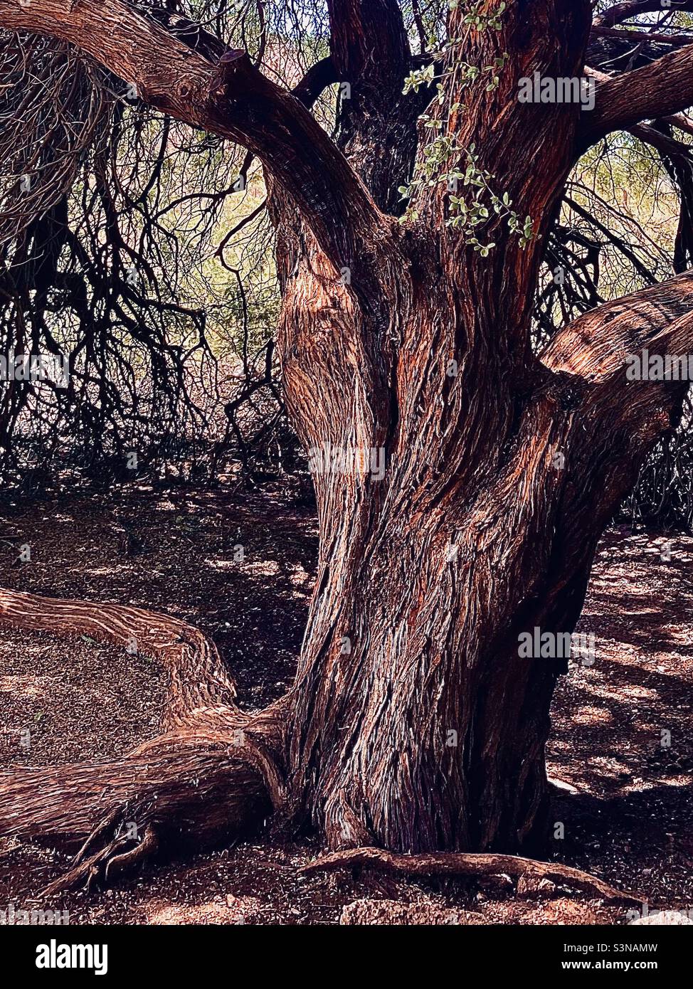 Tree with roots and branches hi-res stock photography and images - Alamy