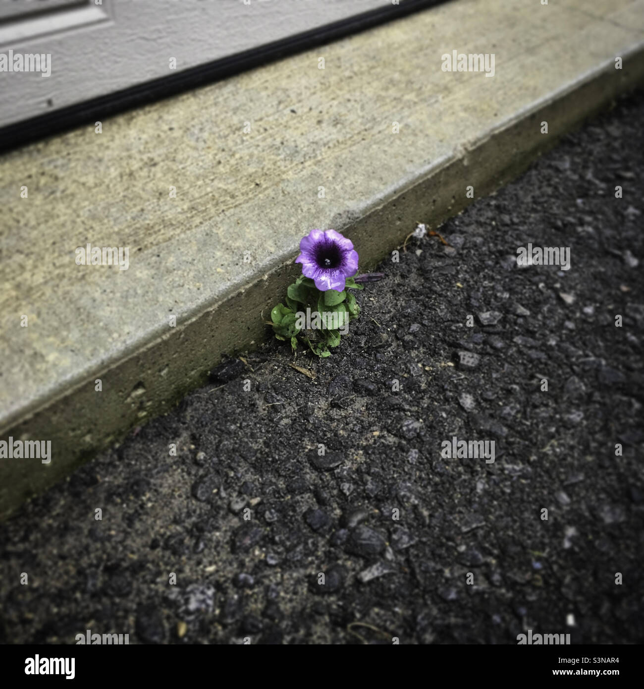 Lone flower growing out of pavement Stock Photo - Alamy