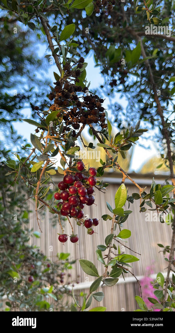 China fruit trees hi-res stock photography and images - Alamy