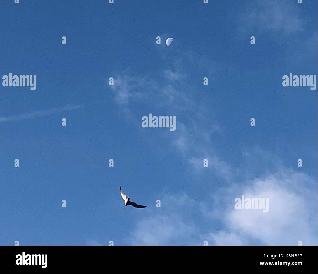 Morning istanbul hi-res stock photography and images - Alamy