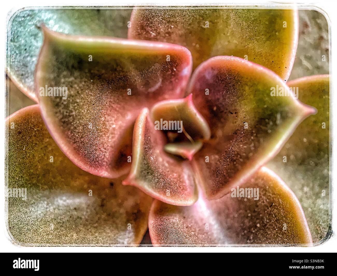 Indoor succulent plant hi-res stock photography and images - Alamy