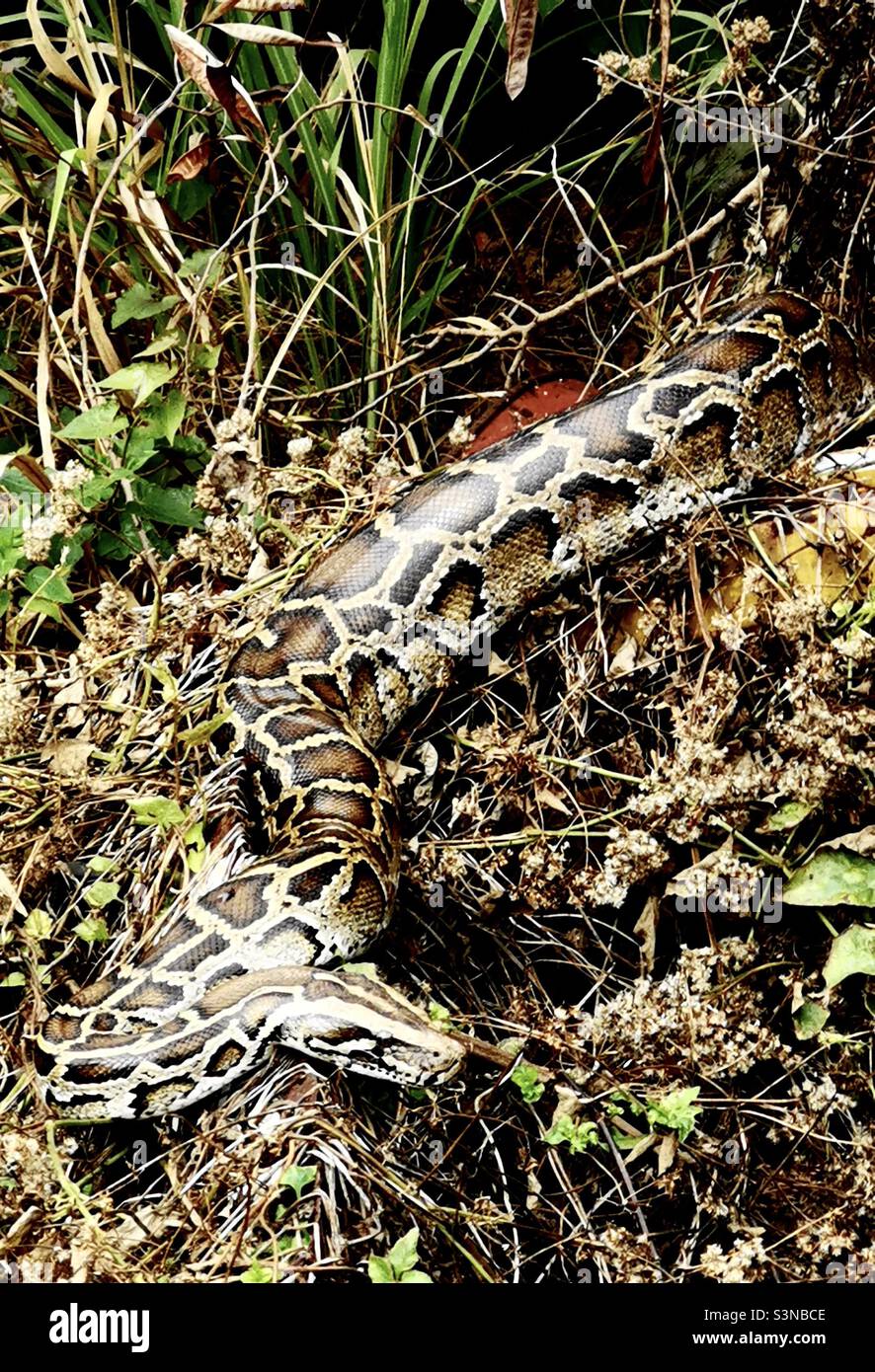 Mature python hi-res stock photography and images - Alamy