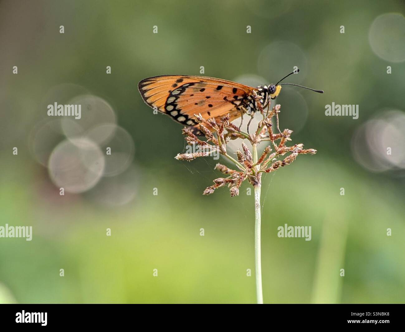 Acraea terpsicore hi-res stock photography and images - Alamy