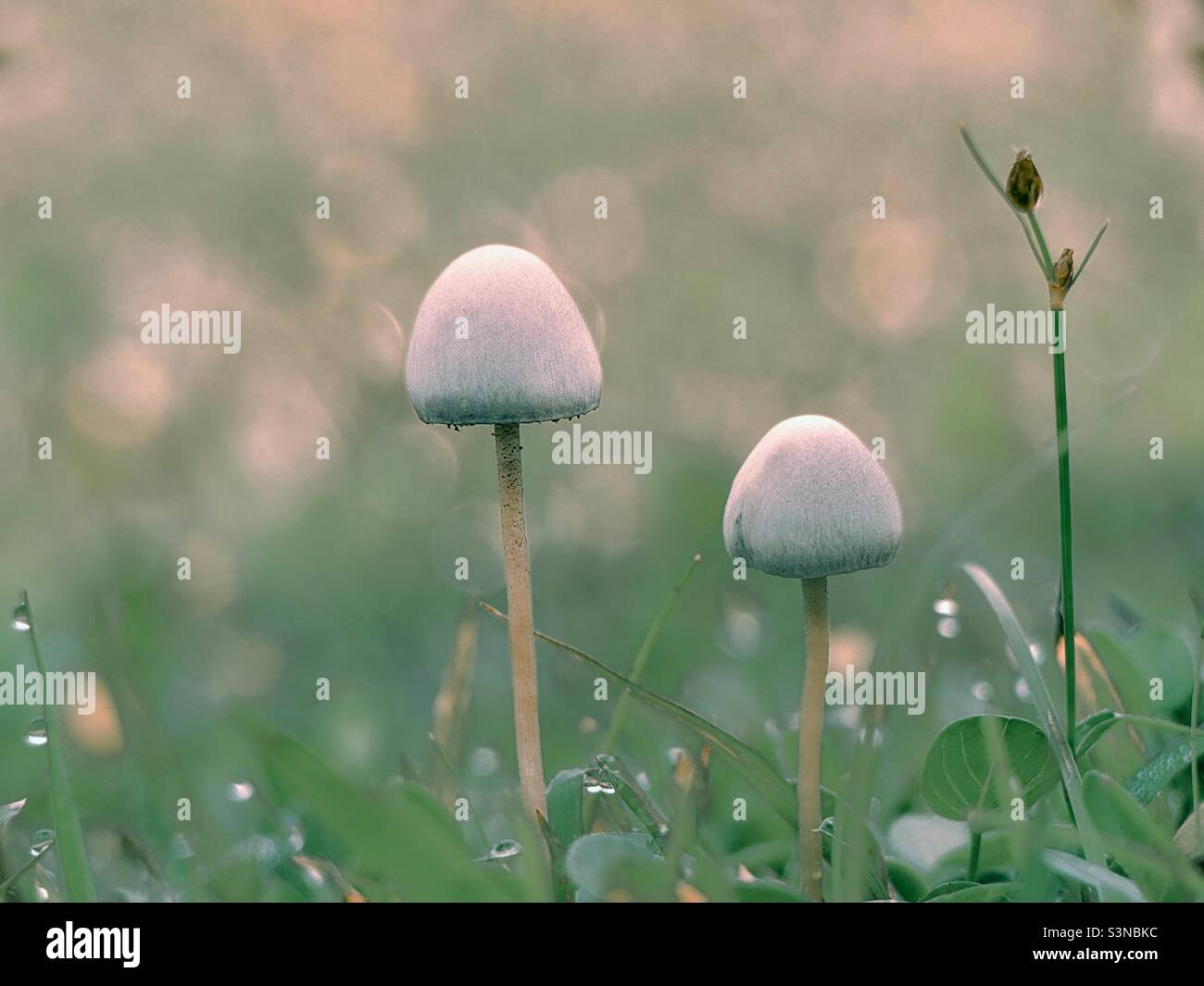 Cow dung mushroom hi-res stock photography and images - Alamy