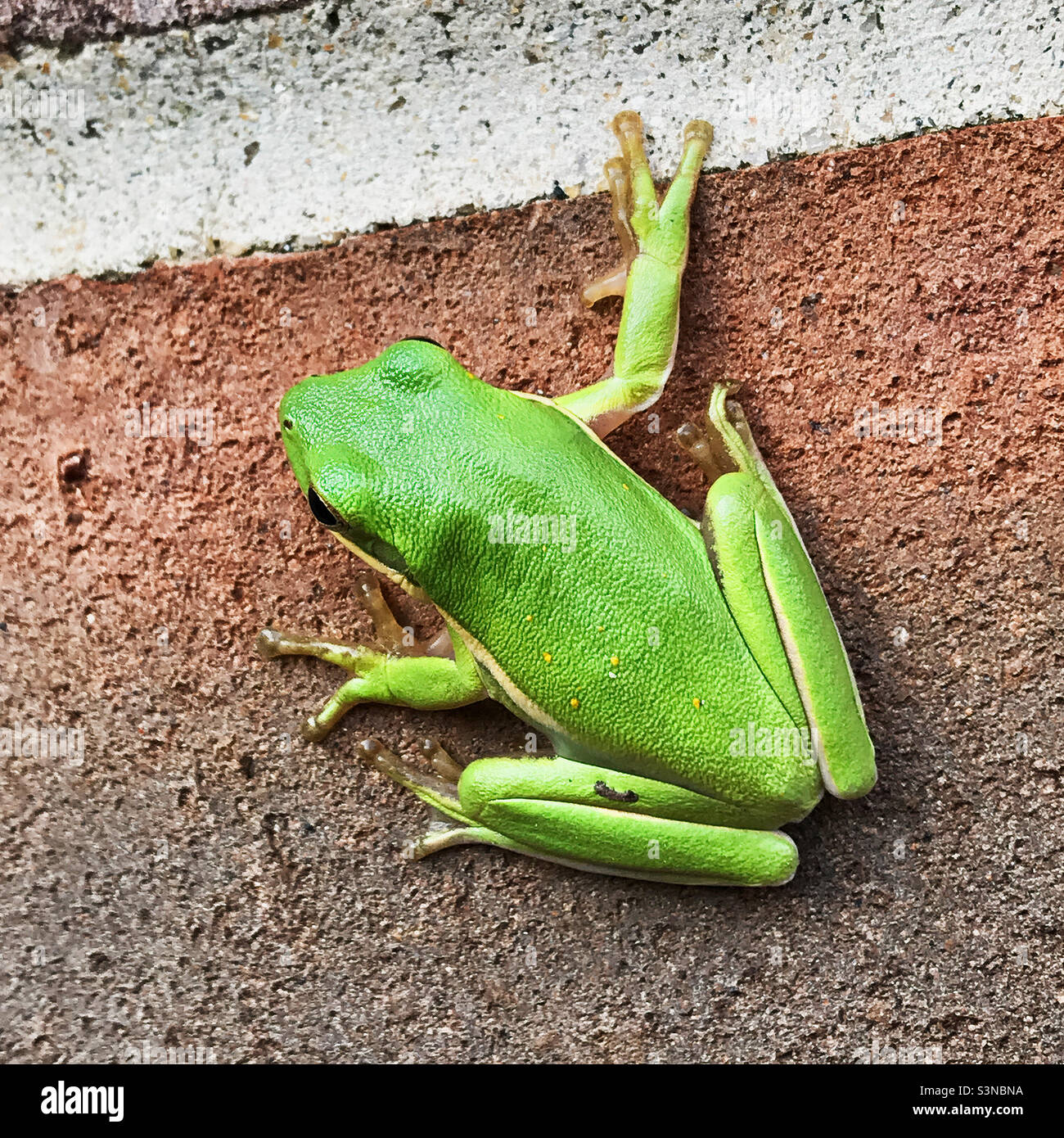 American green tree frog hi-res stock photography and images - Alamy