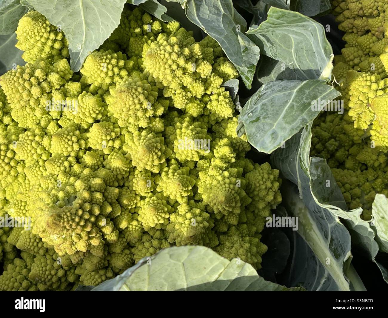 Romancauliflower hi-res stock photography and images - Alamy