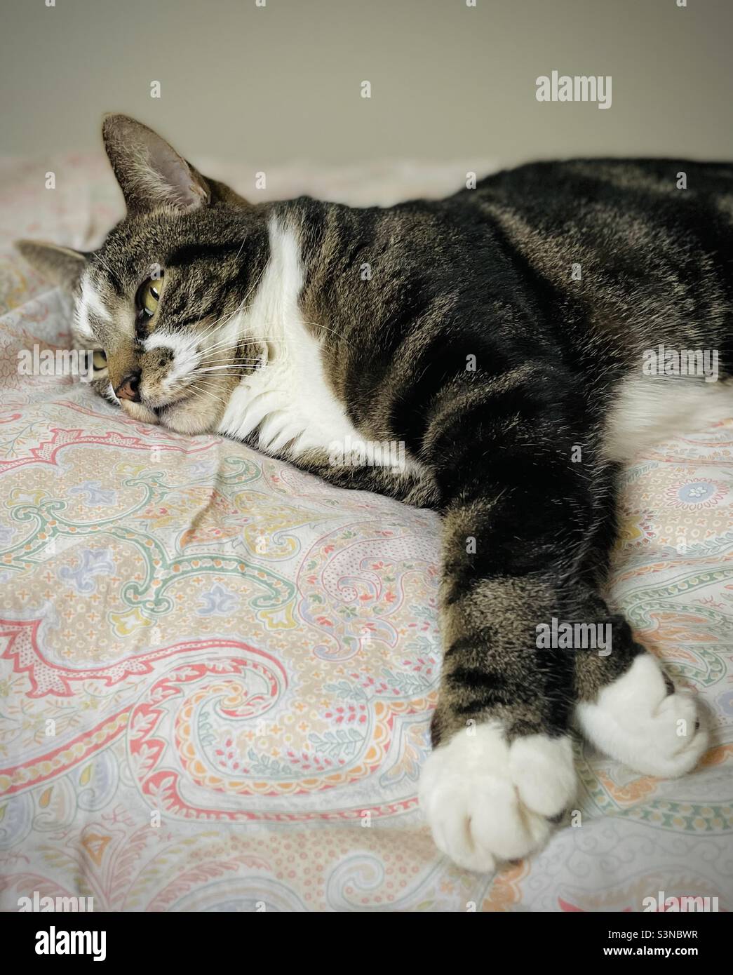 Cat big cat hi-res stock photography and images - Alamy