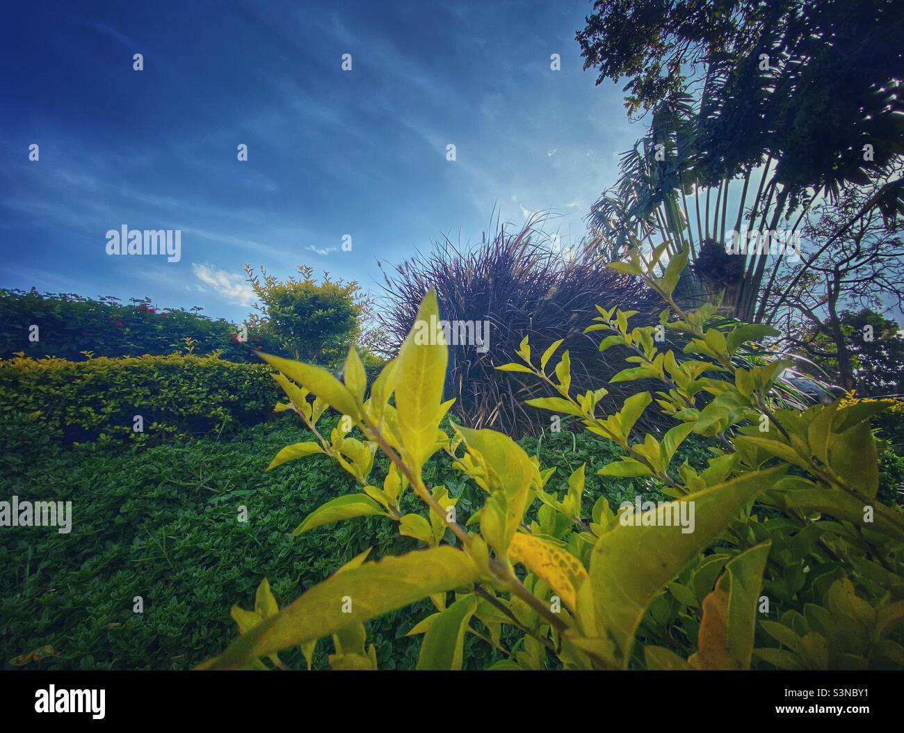 Lush calm hi-res stock photography and images - Alamy