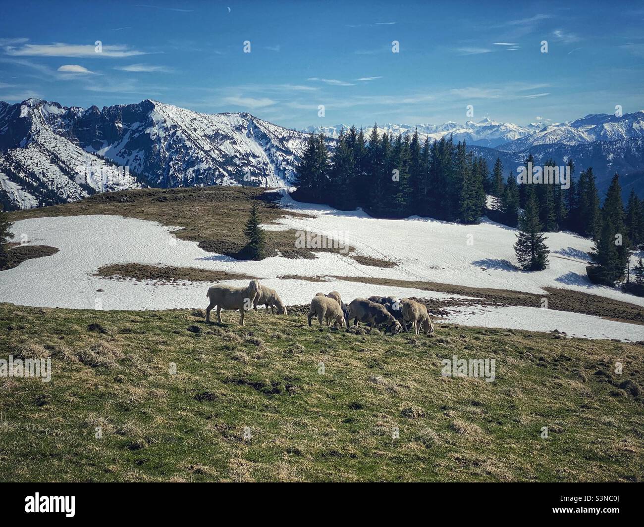 Sheep on alpine meadow surrounded by snowy mountains in Bavarian Alps ...