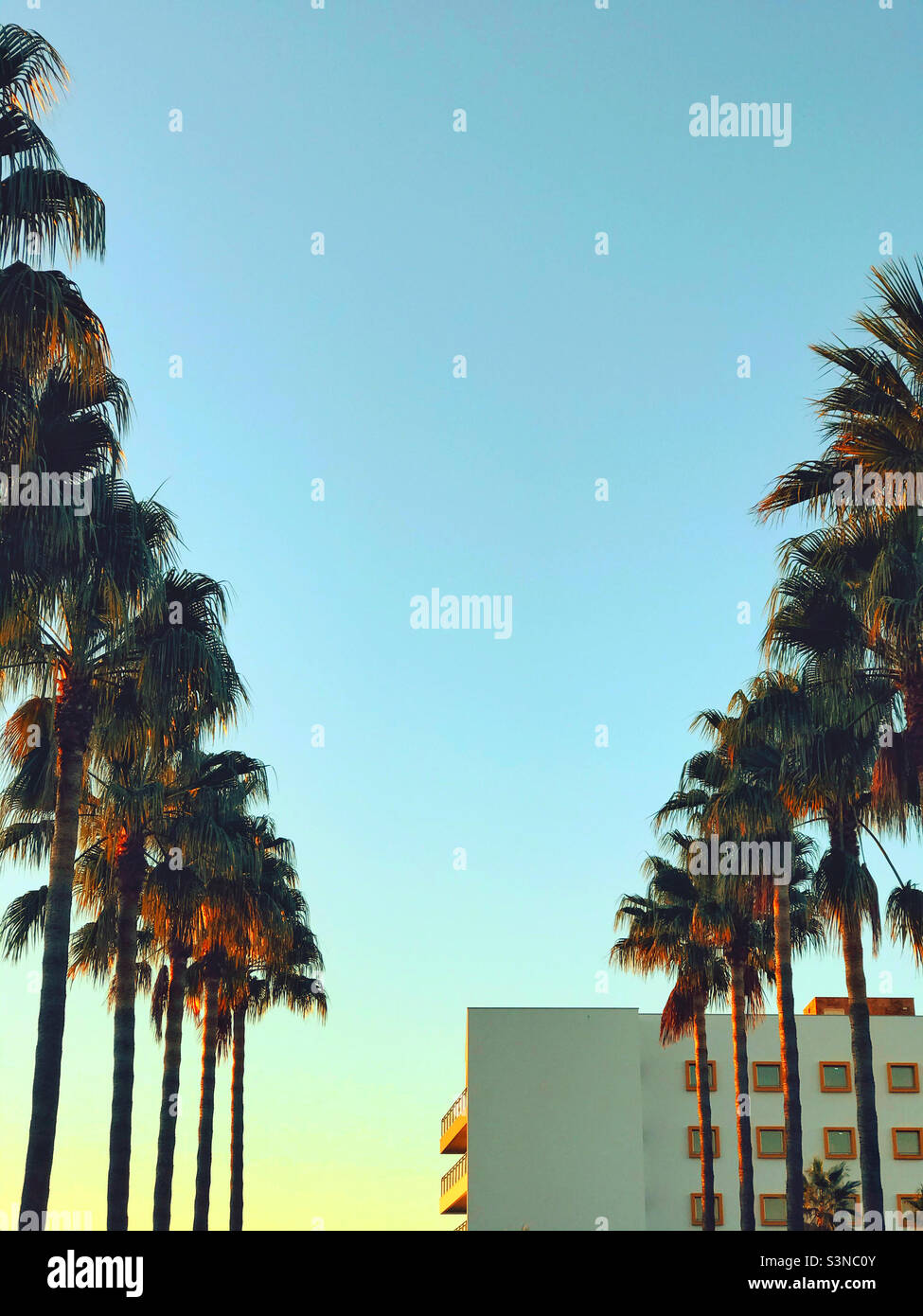 Row of palm trees hi-res stock photography and images - Alamy