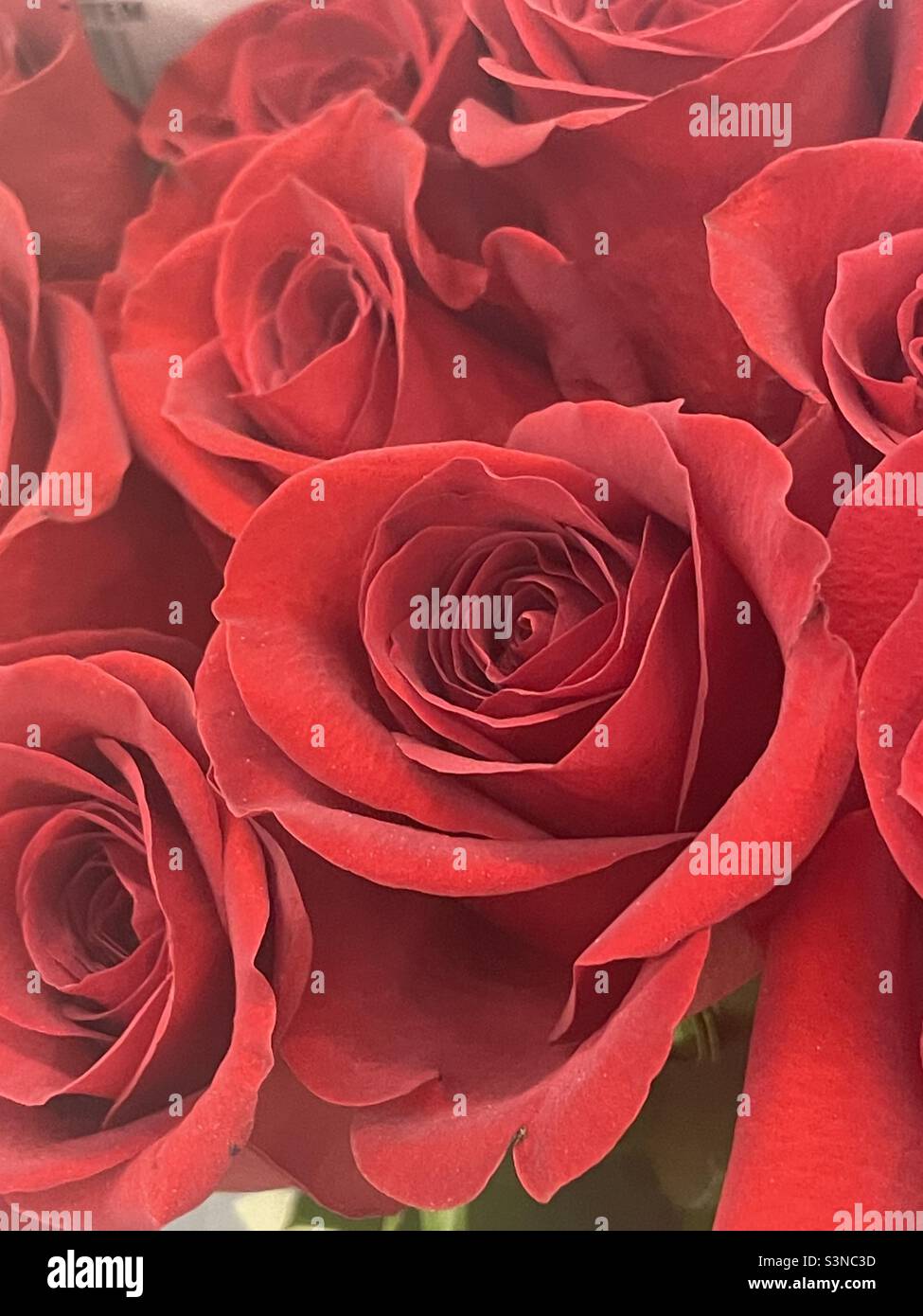 Soft red roses Stock Photo - Alamy