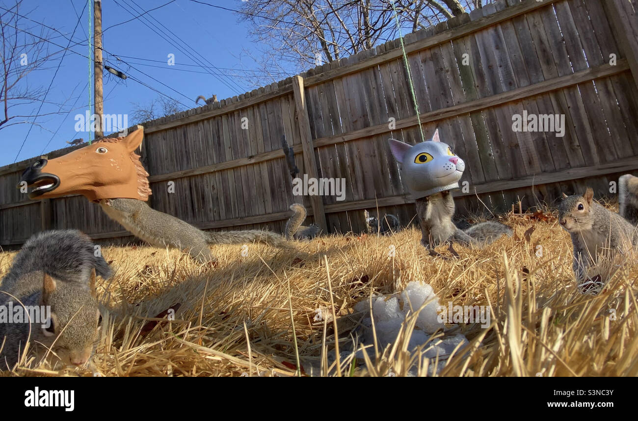 Multiple squirrels hi-res stock photography and images - Alamy