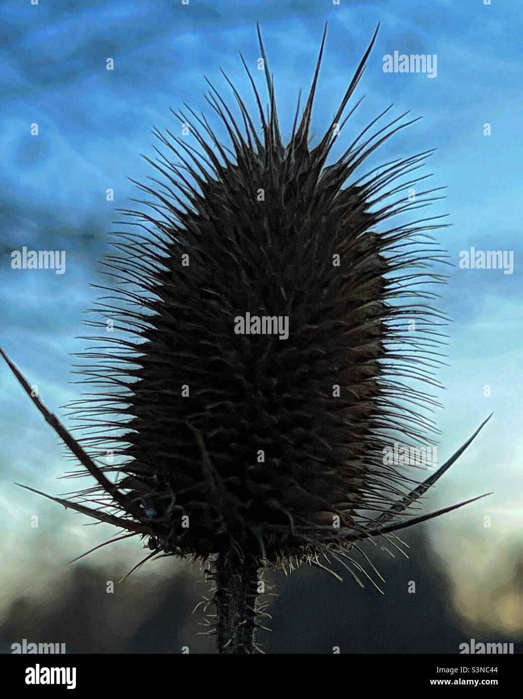 Close up of thistle - spiked texture with sky background Stock Photo ...